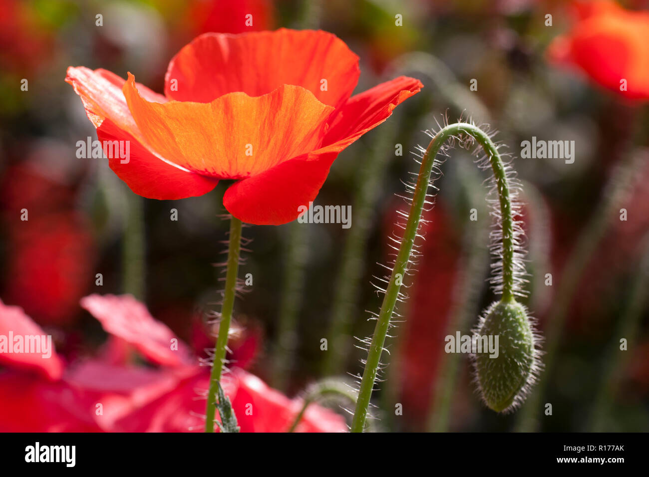 Poppy also known as Common poppy, Field poppy, Corn poppy, Papaver ...