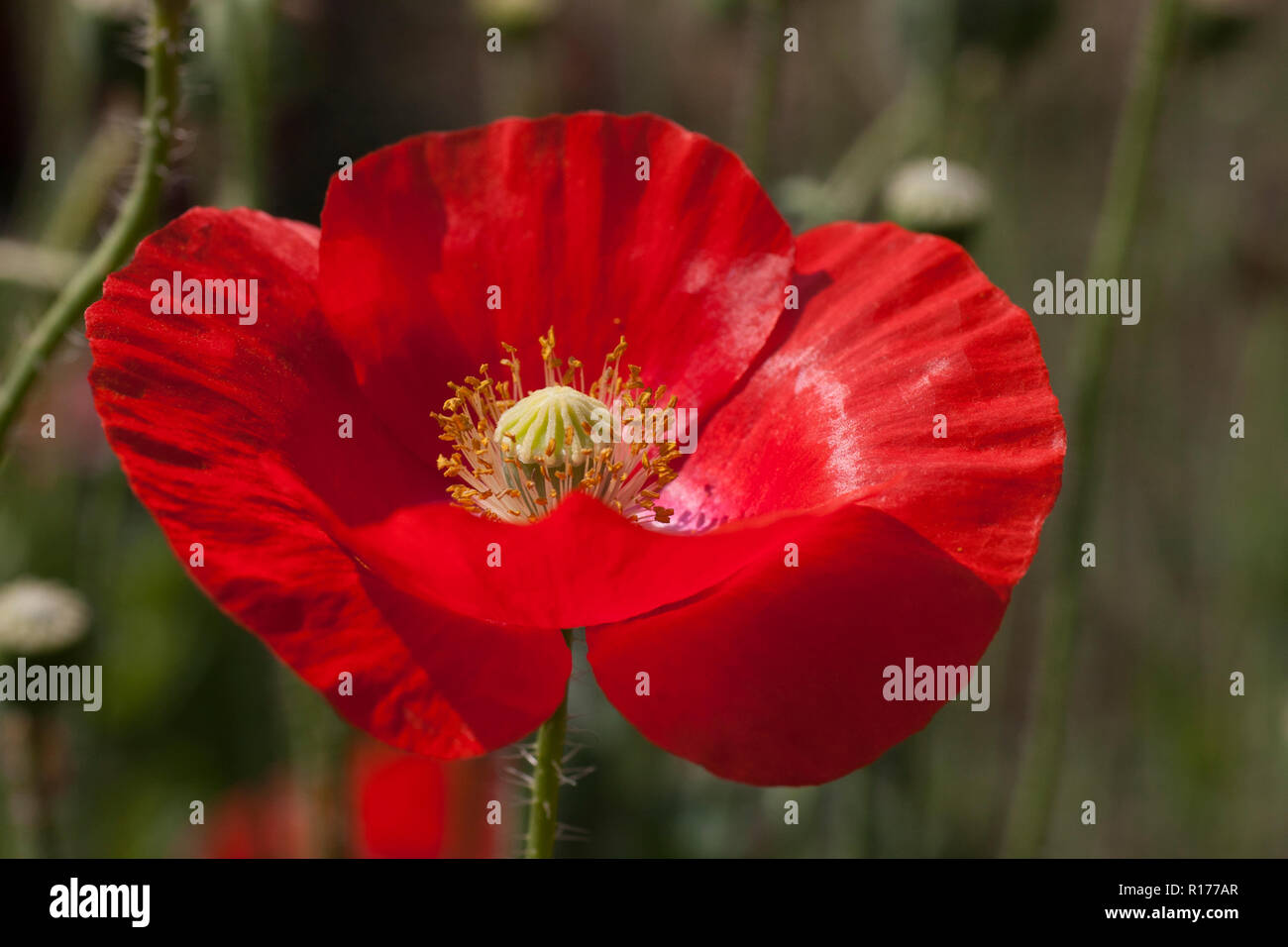 Poppy also known as Common poppy, Field poppy, Corn poppy, Papaver ...