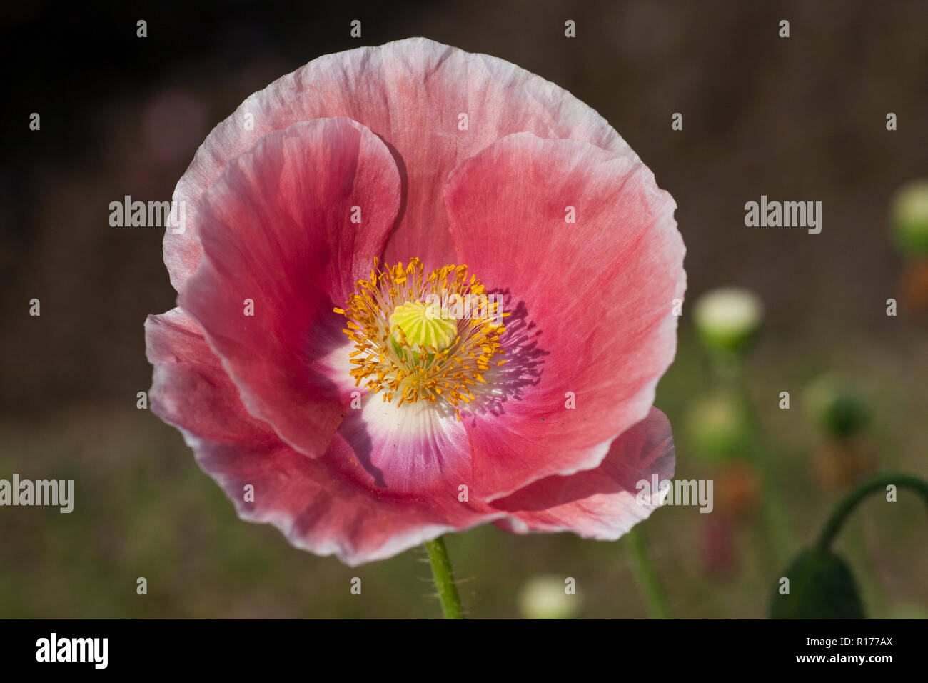 Poppy also known as Common poppy, Field poppy, Corn poppy, Papaver ...