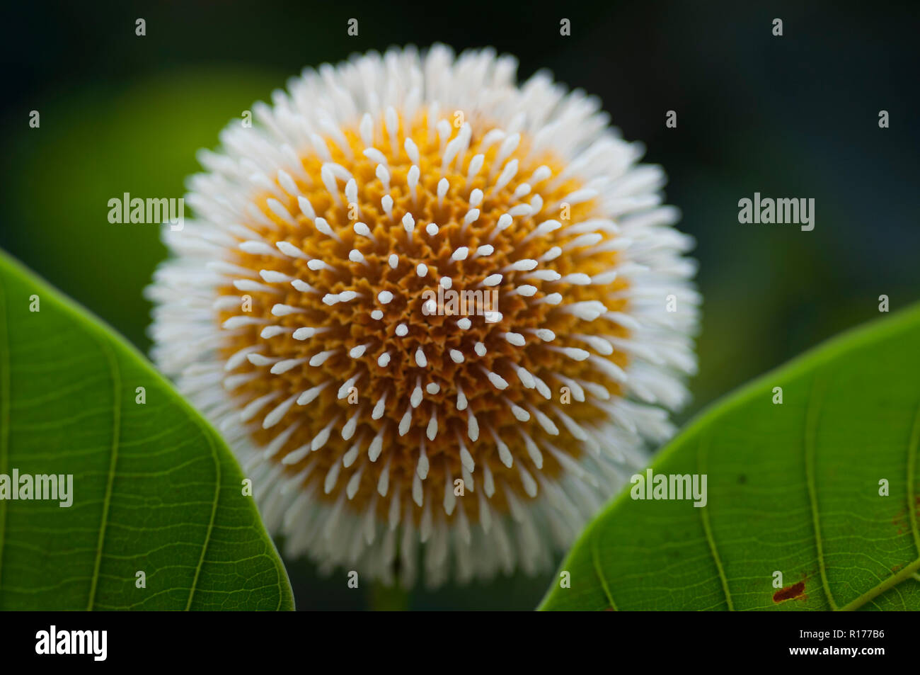 Neolamarckia cadamba also known as Anthocephalus cadamba, Kadam ...