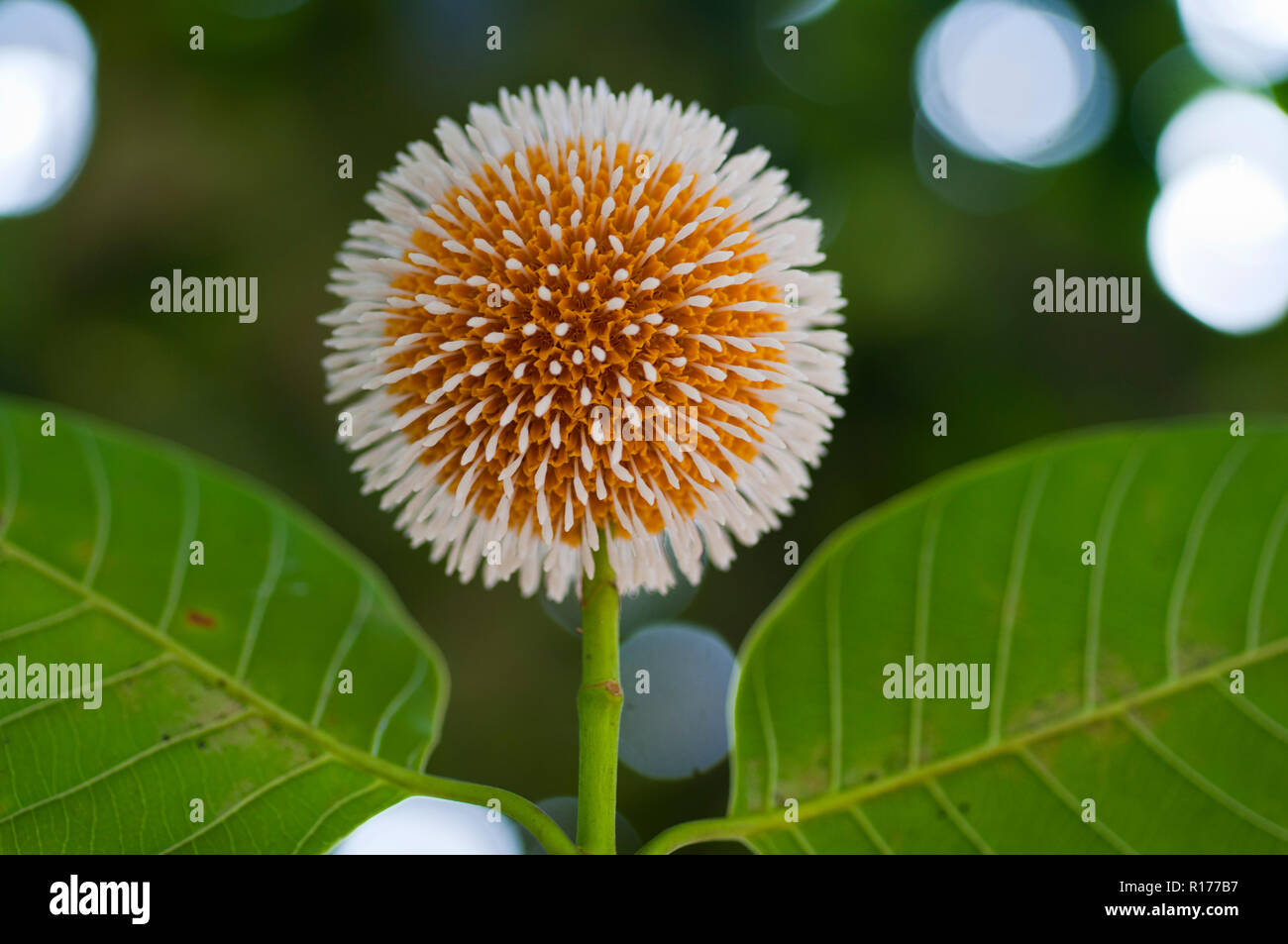 Neolamarckia cadamba also known as Anthocephalus cadamba, Kadam ...