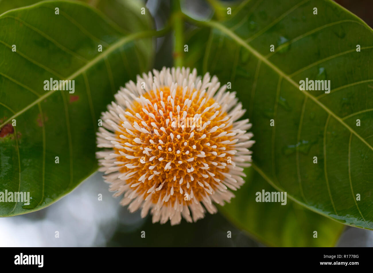 Neolamarckia cadamba also known as Anthocephalus cadamba, Kadam ...