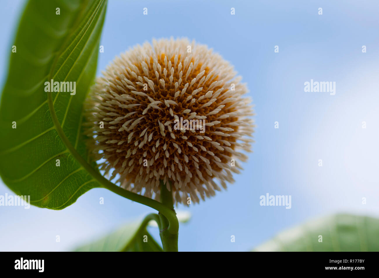 Neolamarckia cadamba also known as Anthocephalus cadamba, Kadam ...