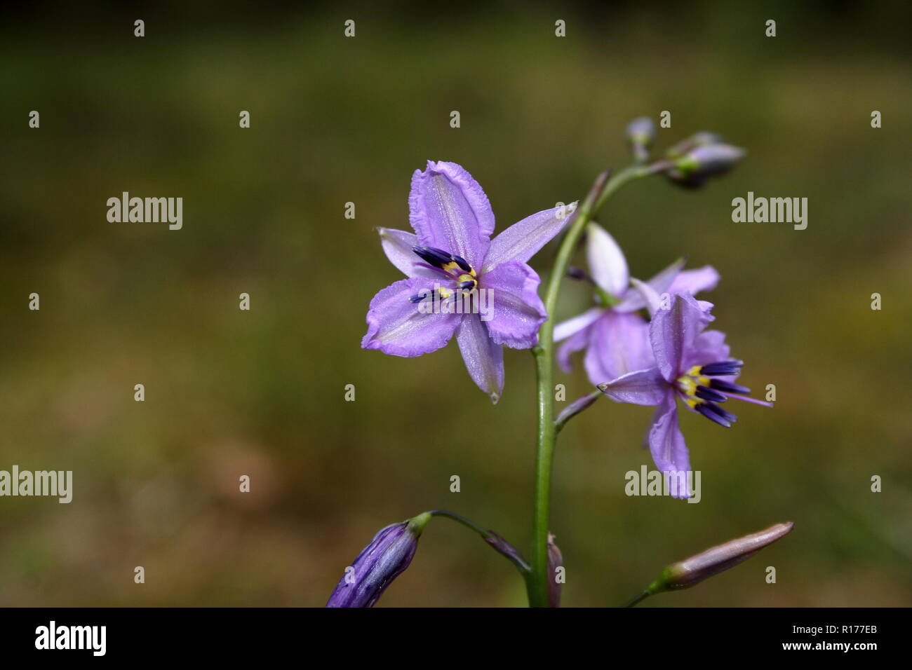 Fringe lily hi-res stock photography and images - Alamy