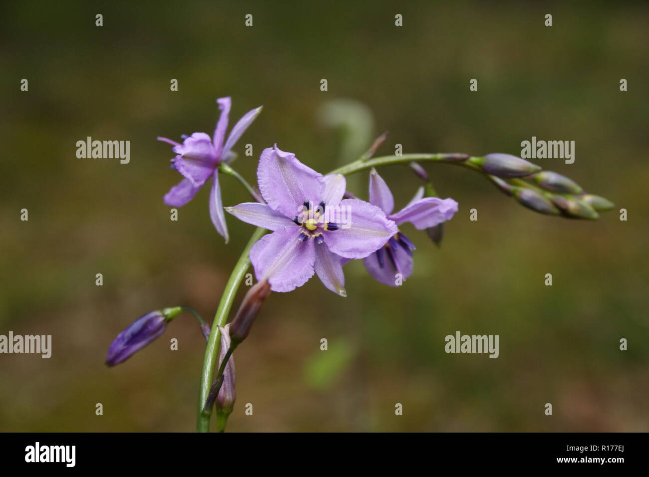 Fringe lily hi-res stock photography and images - Alamy