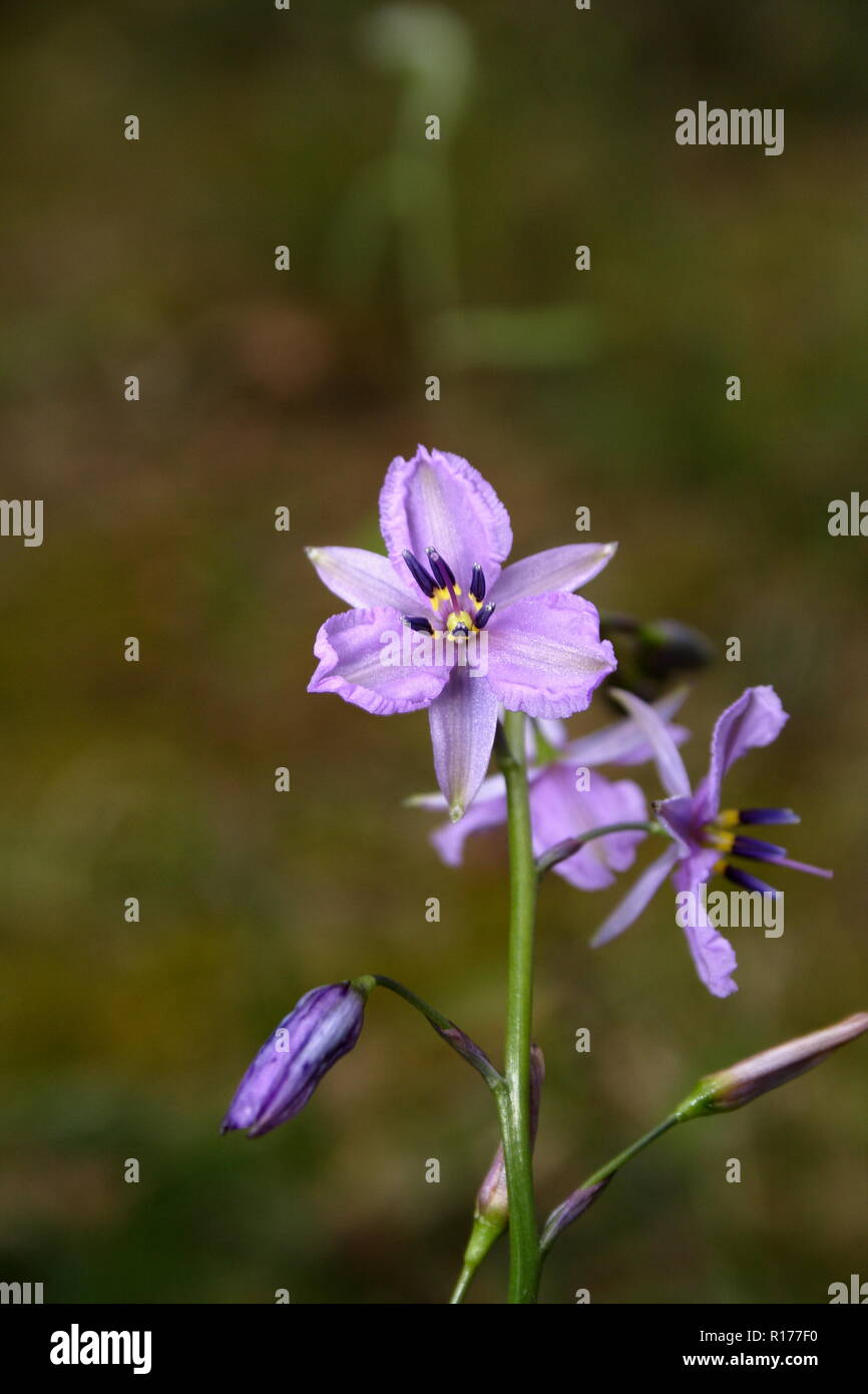 Fringe lily hi-res stock photography and images - Alamy