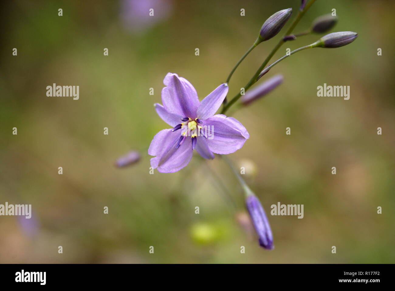 Fringe lily hi-res stock photography and images - Alamy