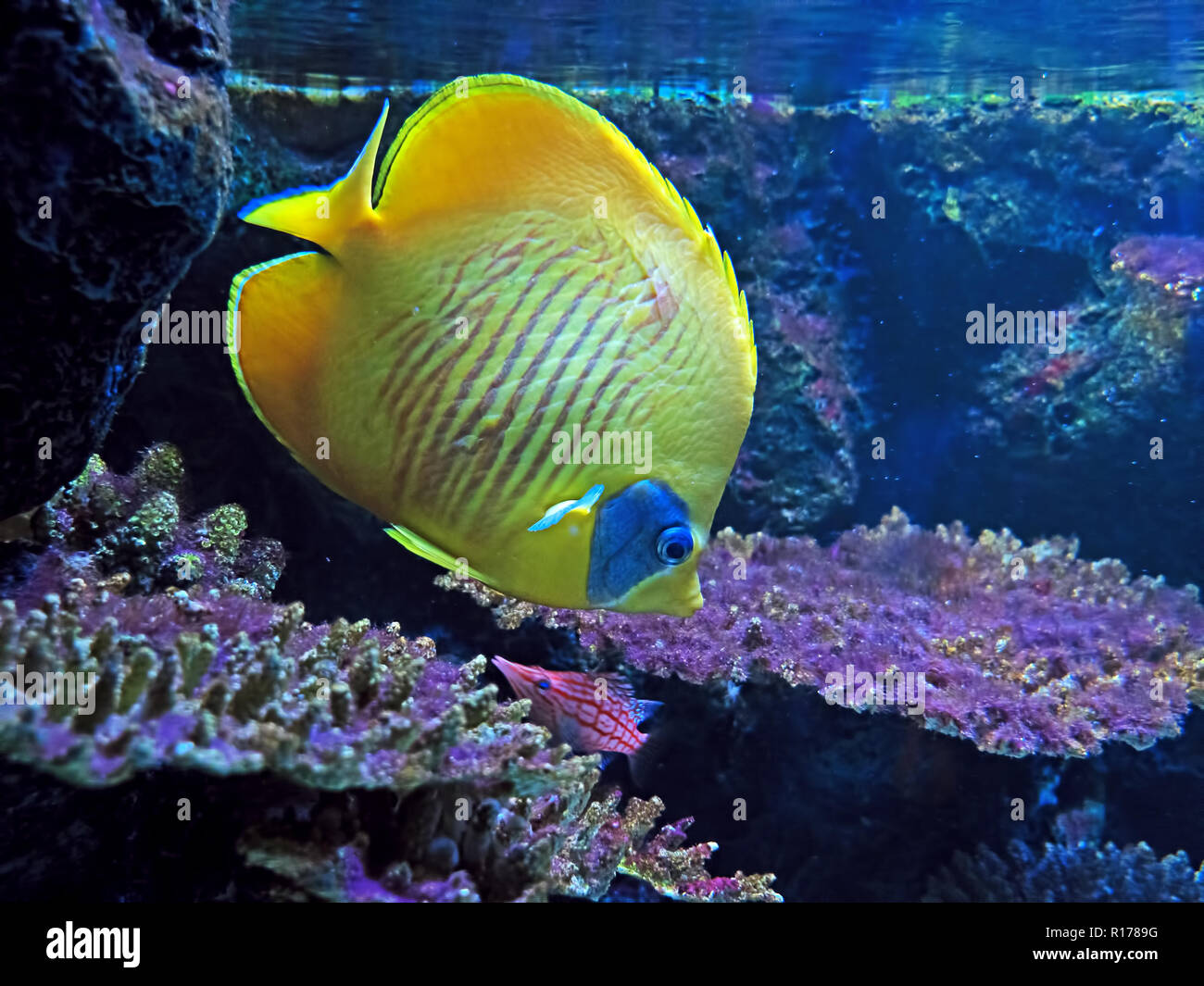Closeup Yellow Sea Fish with Coral Isolated on Nature Background Stock ...