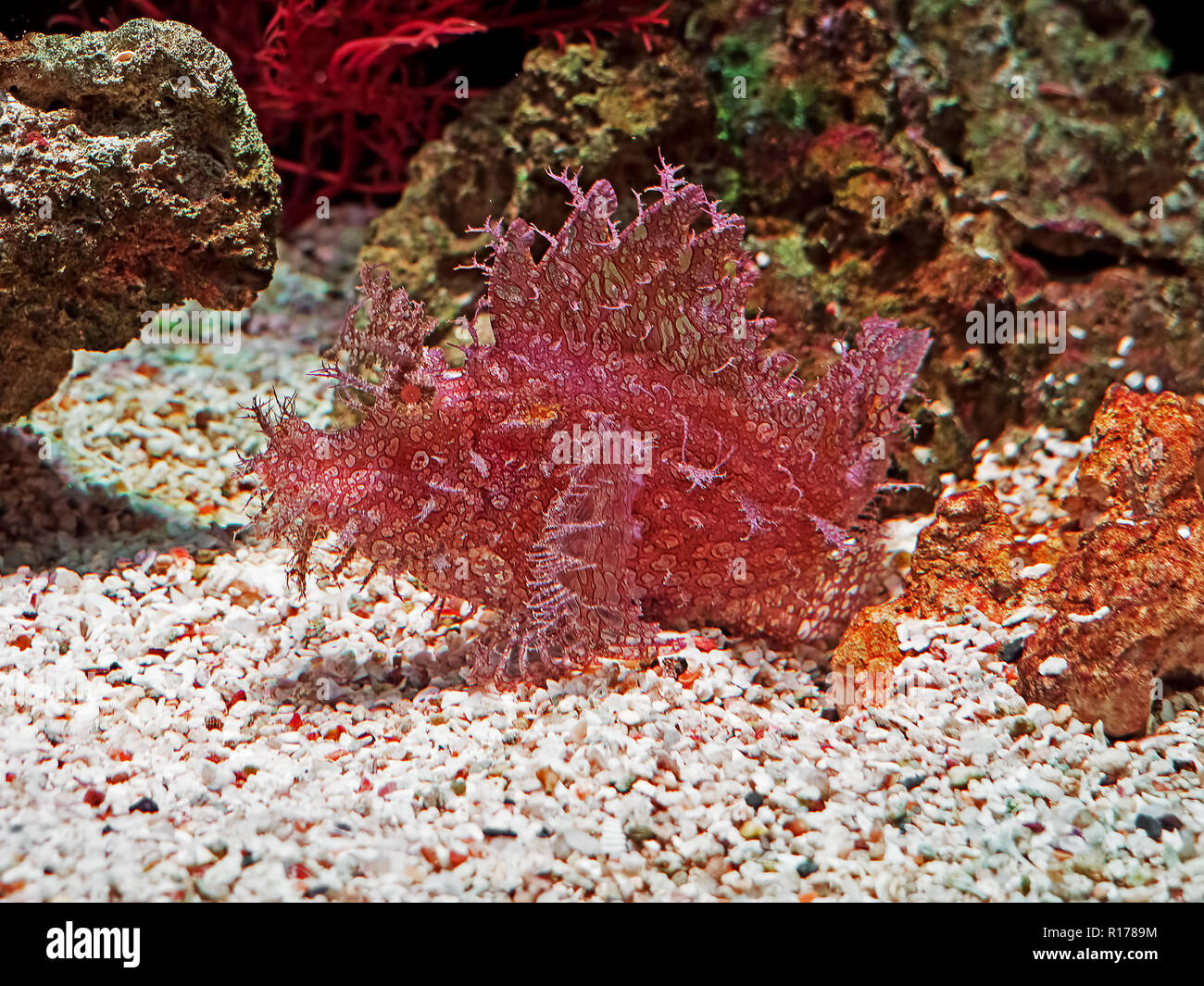 Closeup Weedy Scorpionfish or Rhinopias frondosa on Nature Background ...