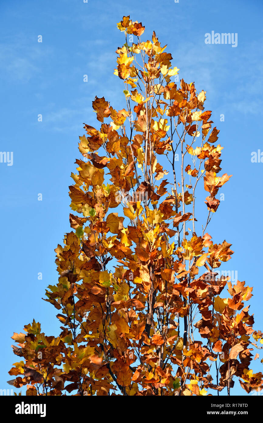 Hight tree hi-res stock photography and images - Alamy