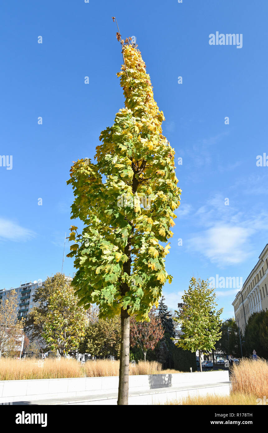 Hight tree hi-res stock photography and images - Alamy