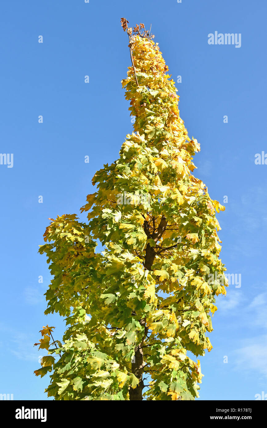 Hight tree hi-res stock photography and images - Alamy