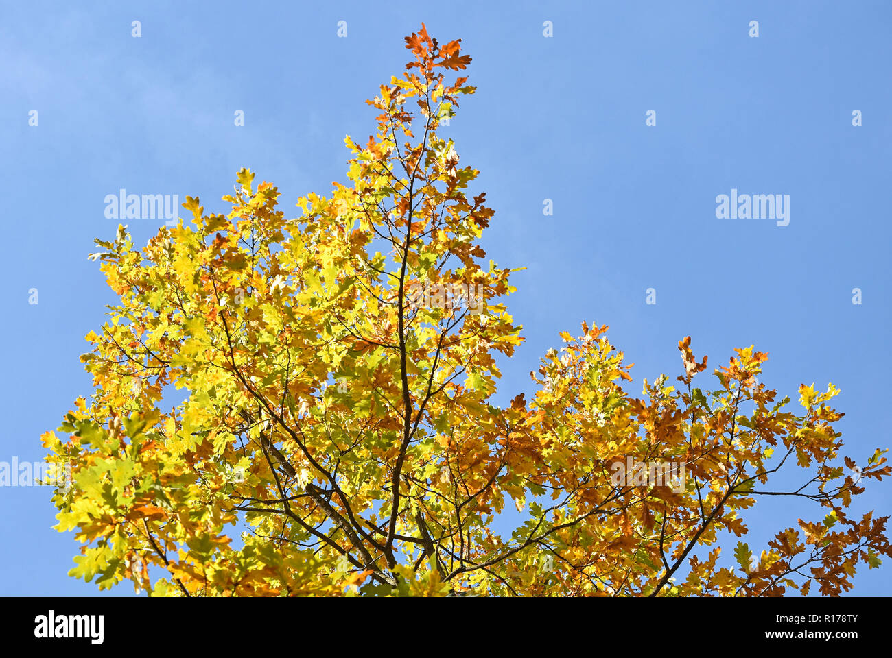 Hight tree hi-res stock photography and images - Alamy