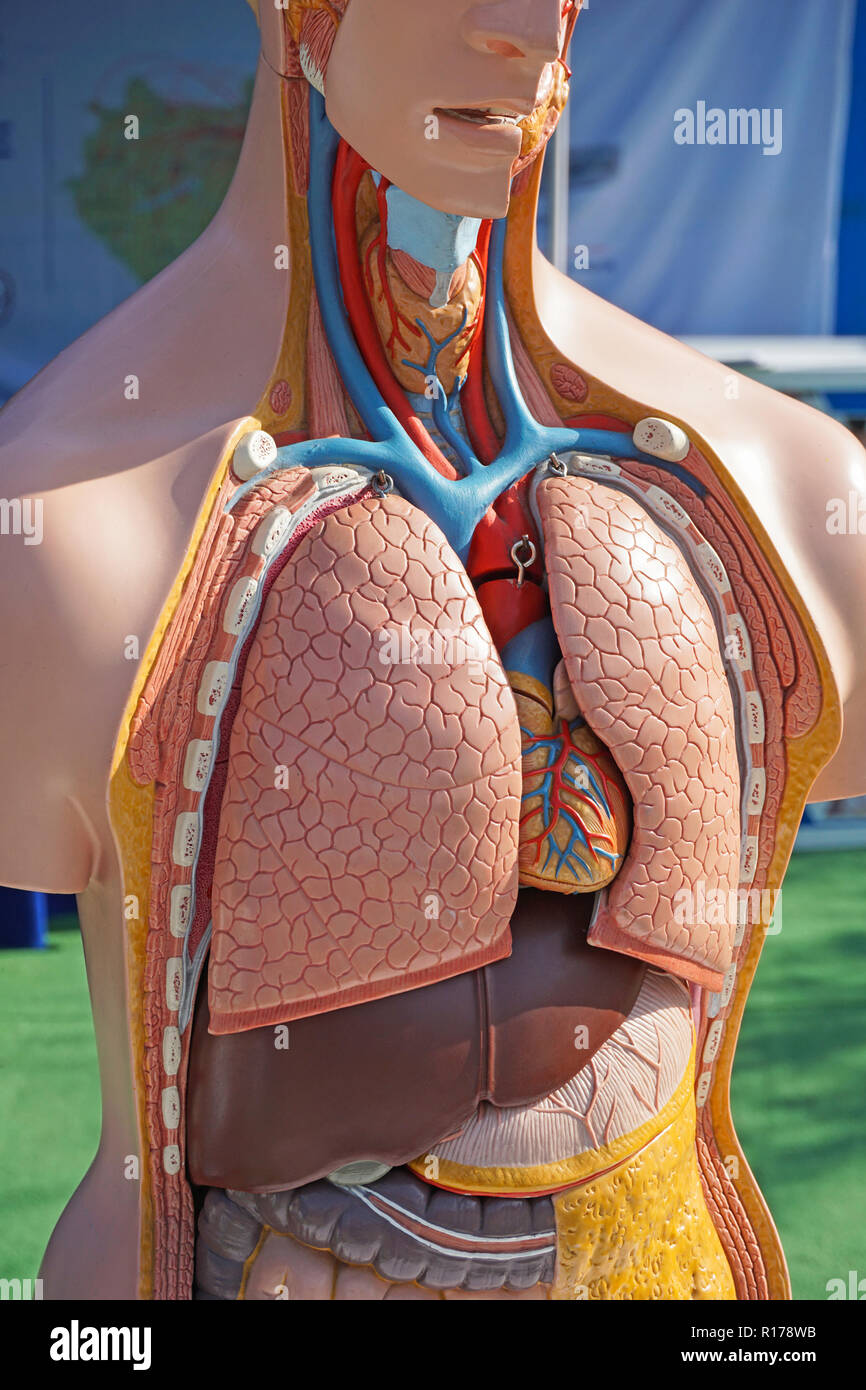 Anatomical model of the human body Stock Photo - Alamy