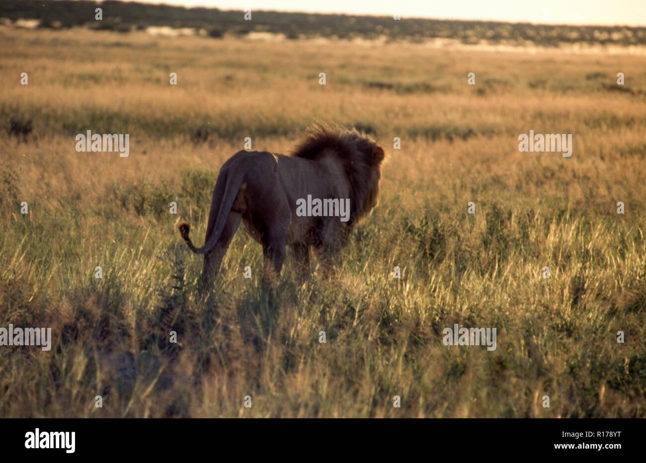 Lion (Panthera leo), Central Kalahari Game Reserve, Ghanzi, Botswana ...