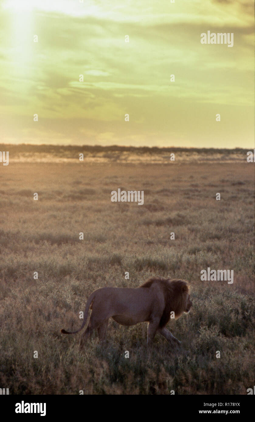 Lion (Panthera leo), Central Kalahari Game Reserve, Ghanzi, Botswana ...