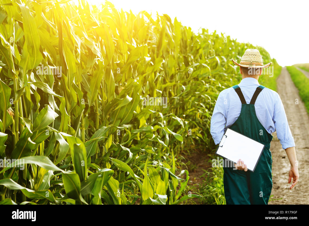 Farmer with clipboard inspecting corn at field Stock Photo - Alamy