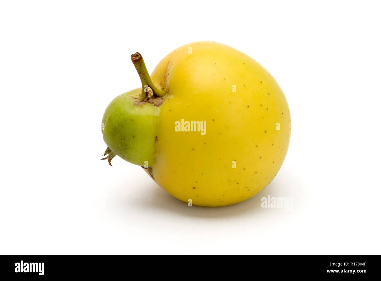 Apple with Fasciation Stock Photo - Alamy