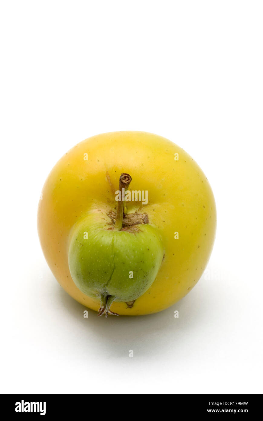 Apple with Fasciation Stock Photo - Alamy
