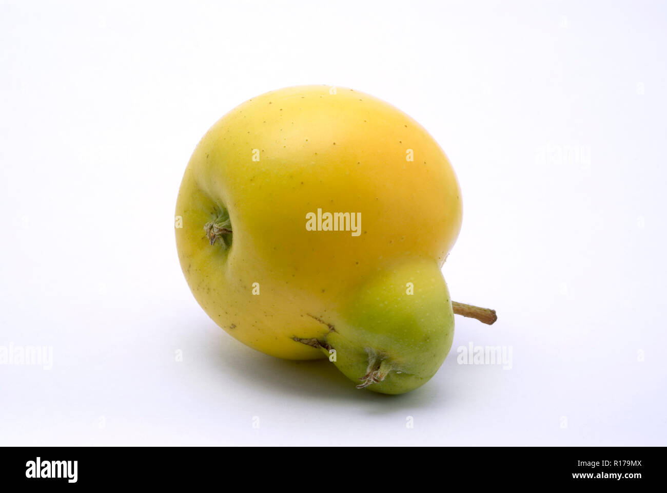 Apple with Fasciation Stock Photo - Alamy