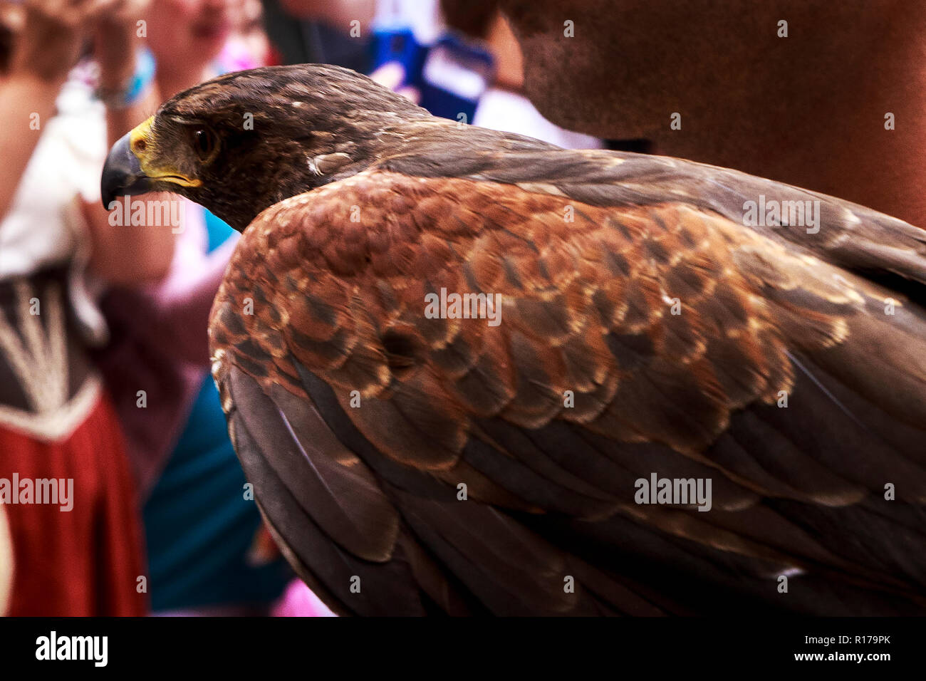 Falcon on shoulder hi-res stock photography and images - Alamy