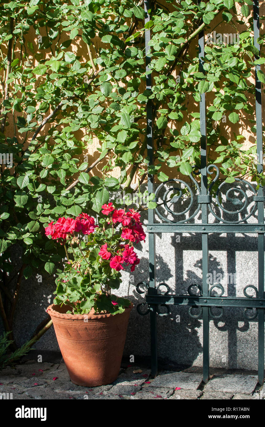 Ceramic pot of red geranium flower on overgrown with greenery house ...