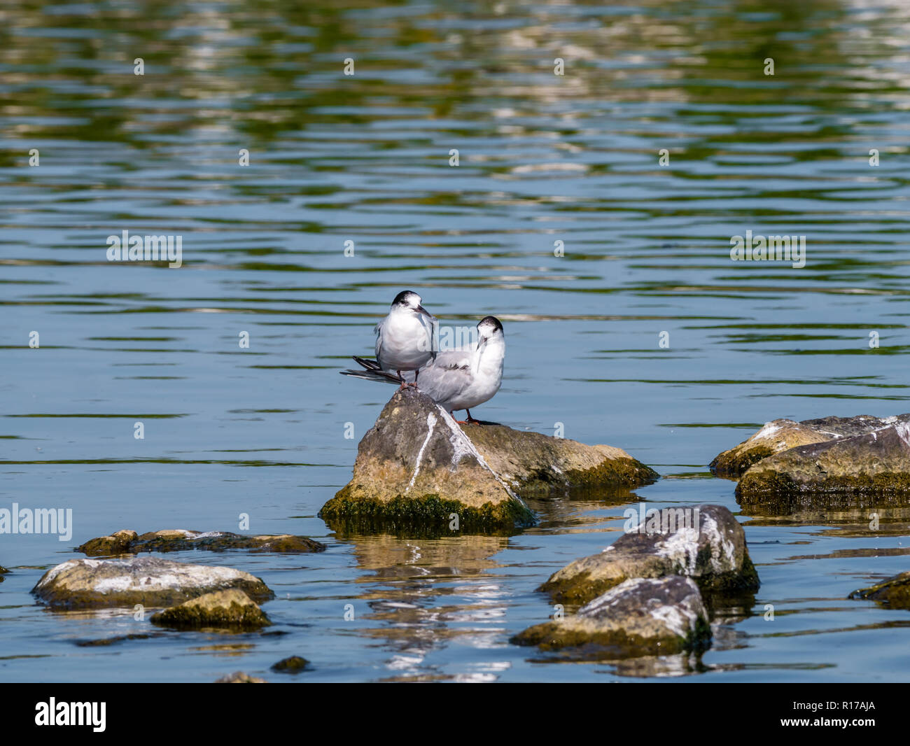 Two birds on rocks hi-res stock photography and images - Alamy