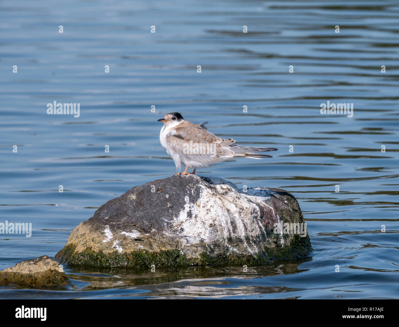 Common tern standing on rock hi-res stock photography and images - Alamy