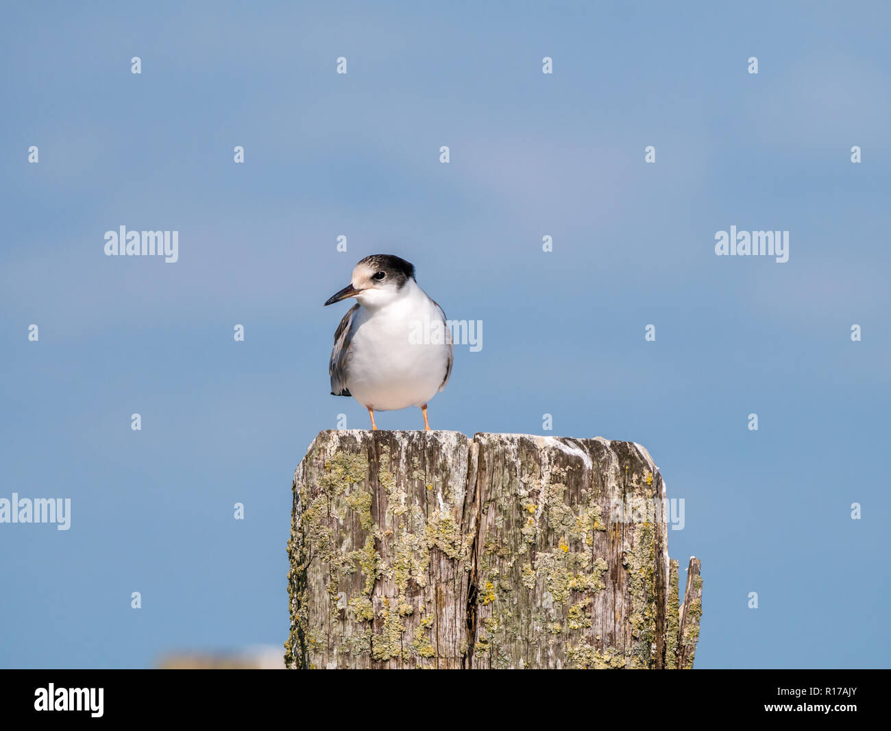 Juvenile common tern hi-res stock photography and images - Alamy