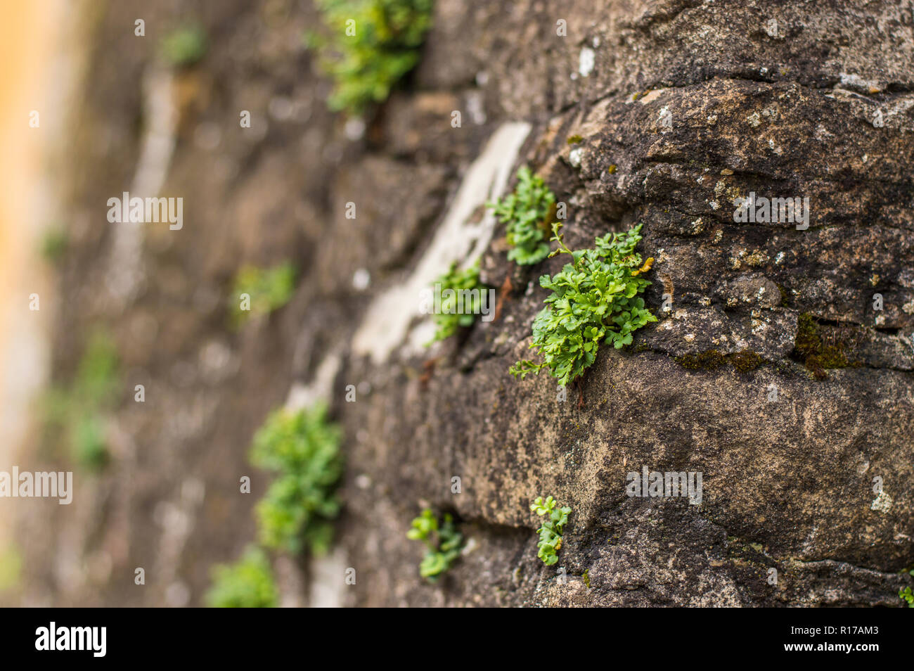 Bush on old rustic medieval wall Stock Photo - Alamy