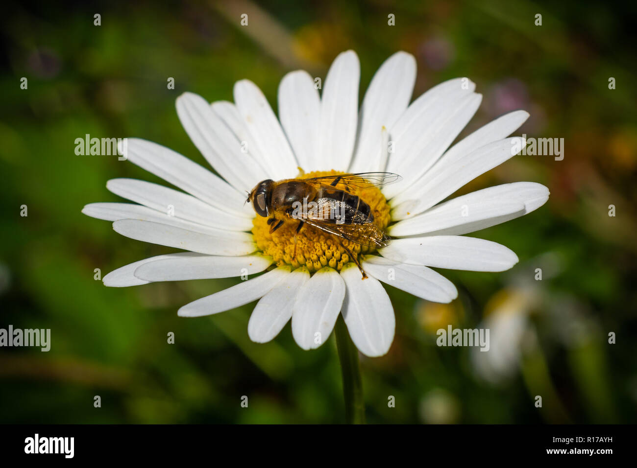 Flower hoverfly hi-res stock photography and images - Alamy