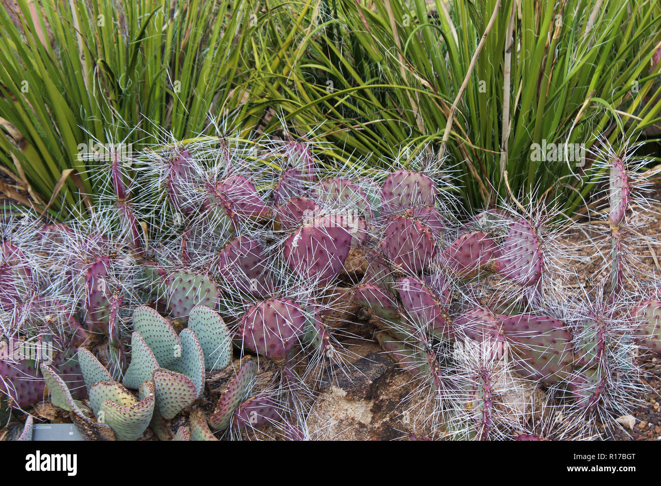 Black spined prickly pear hi-res stock photography and images - Alamy