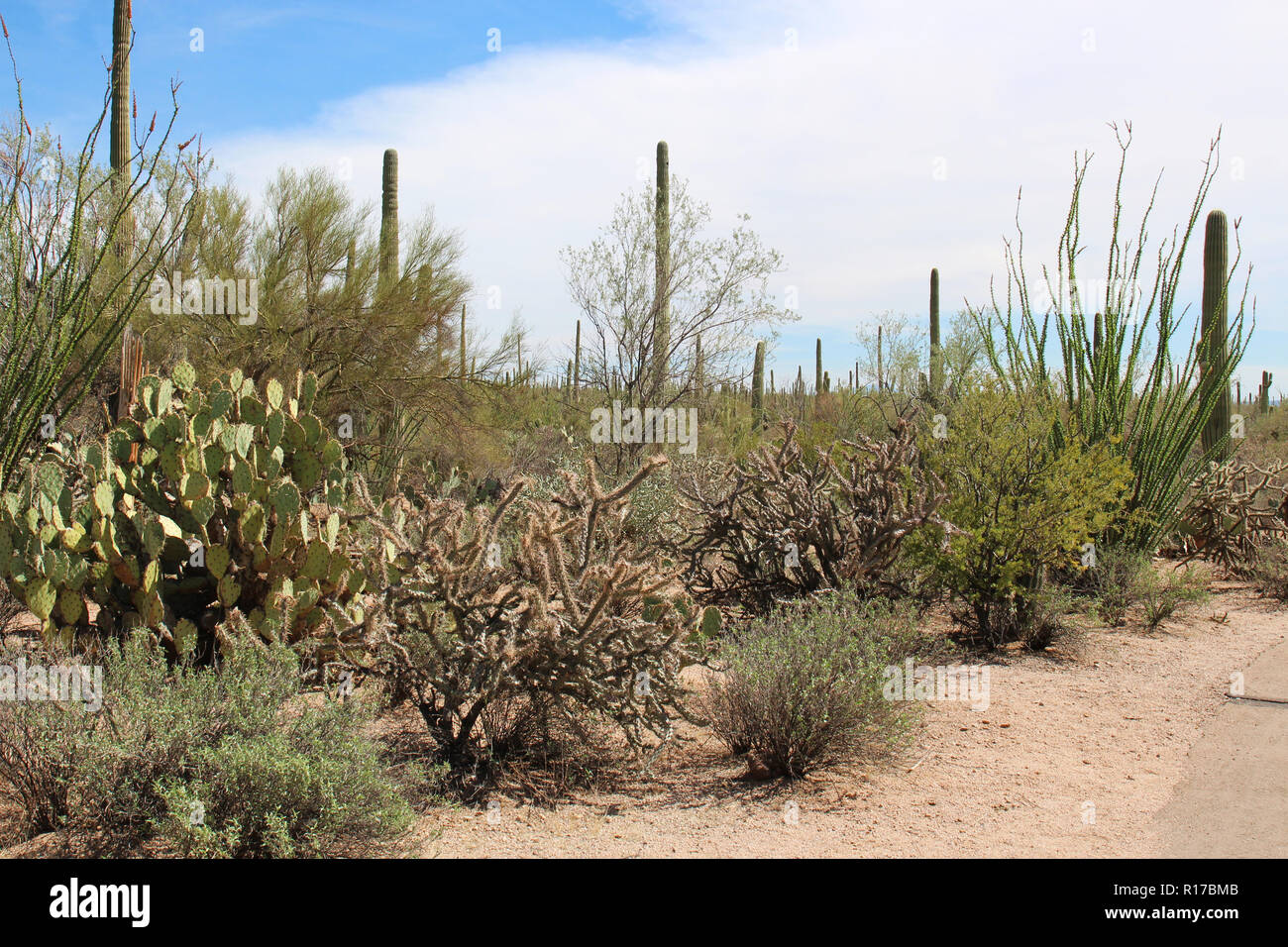 Desert discovery nature trail hi-res stock photography and images - Alamy