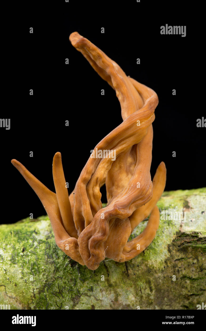 Club fungi hi-res stock photography and images - Alamy