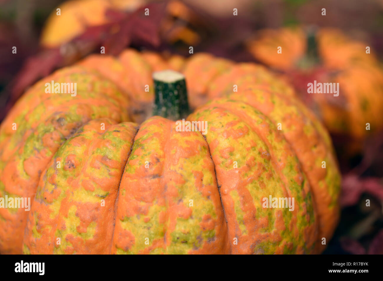 Warty Squash High Resolution Stock Photography and Images - Alamy