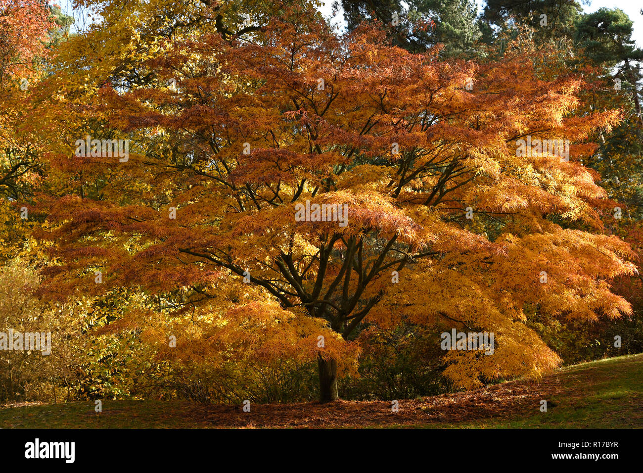 Acer palmatum cascade tree hi-res stock photography and images - Alamy