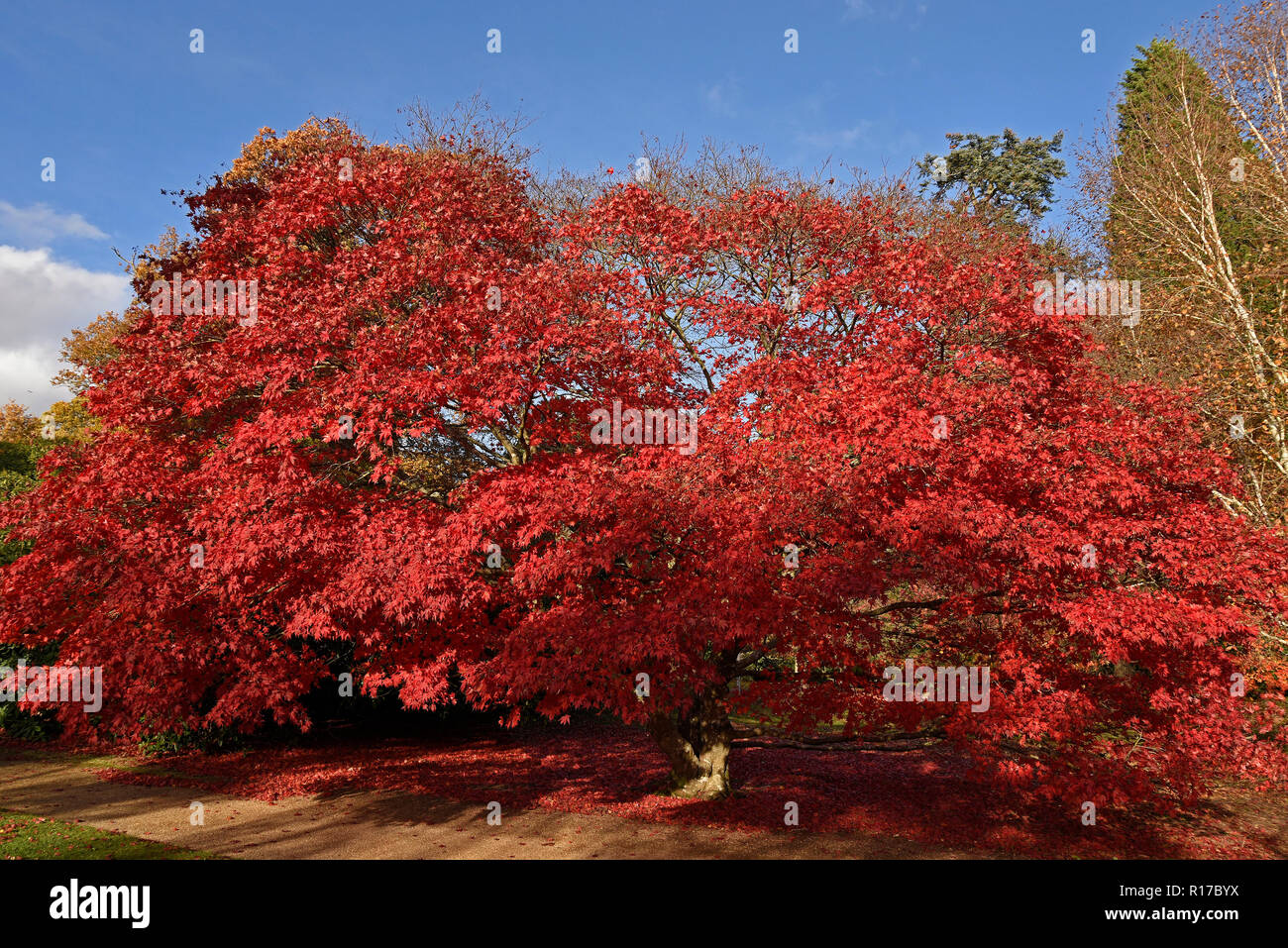 Acer palmatum ‘red cascade’ hi-res stock photography and images - Alamy