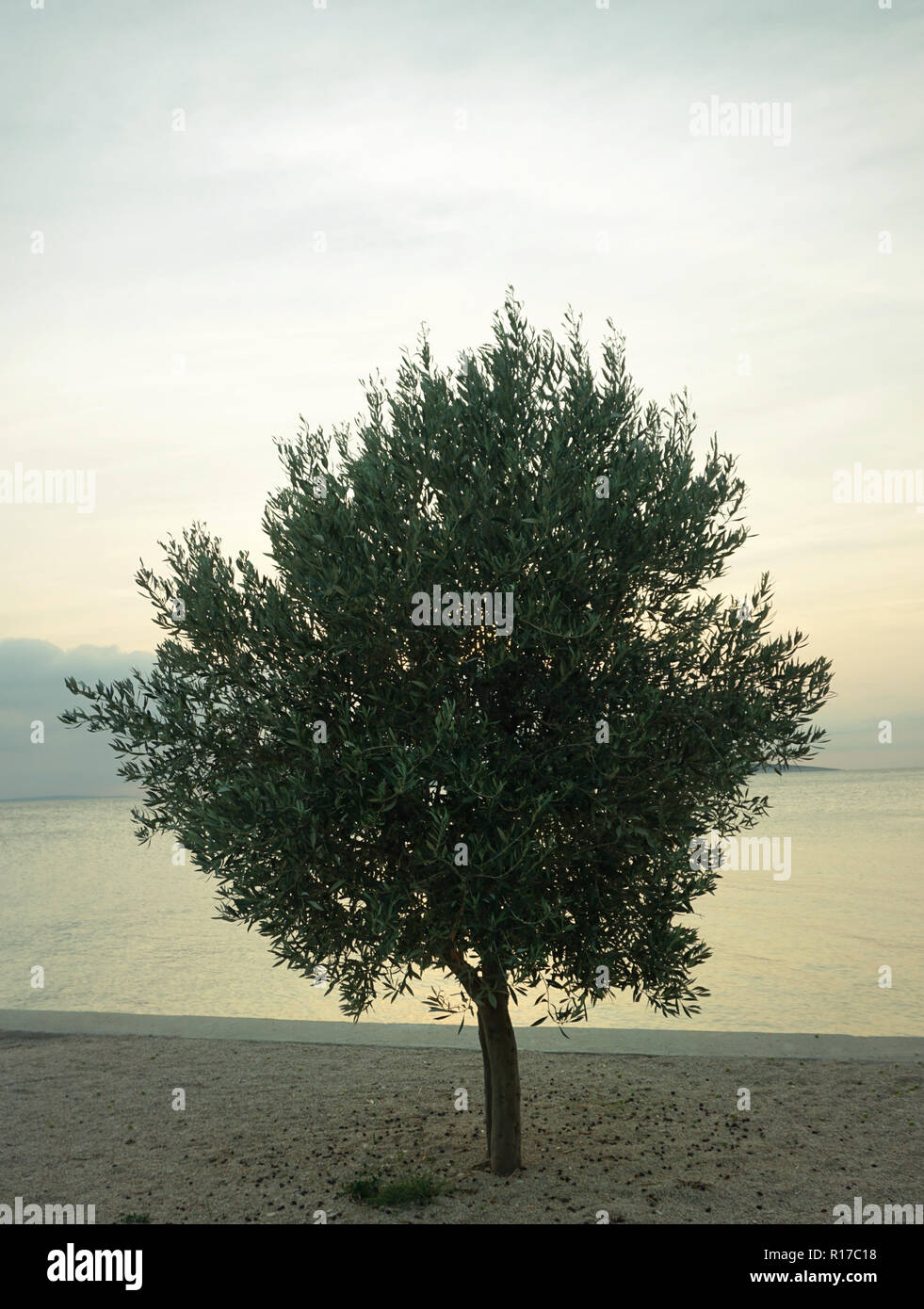 Olive Leaf Crown High Resolution Stock Photography and Images - Alamy