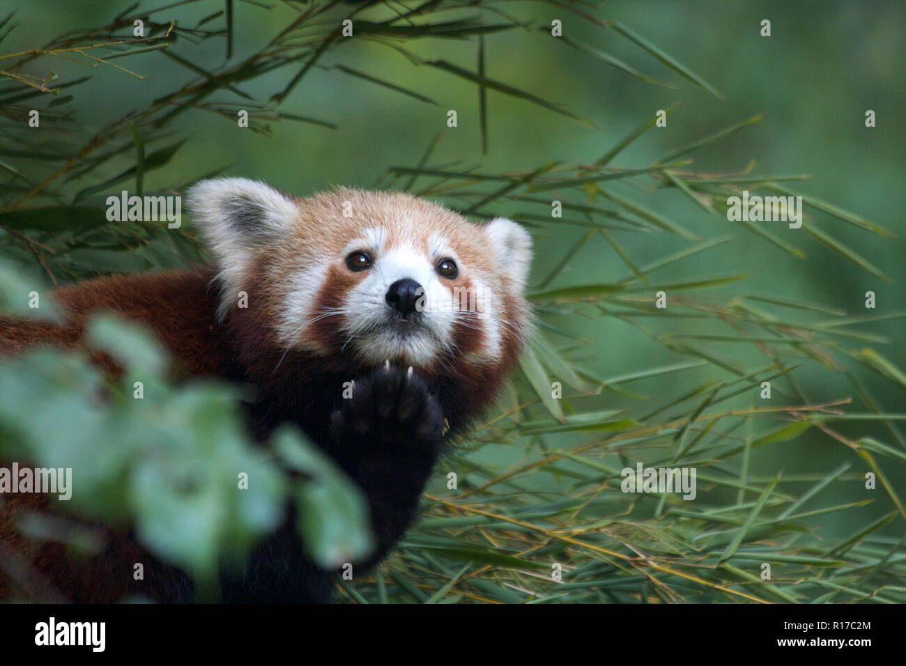 Lesser red panda portrait Stock Photo - Alamy