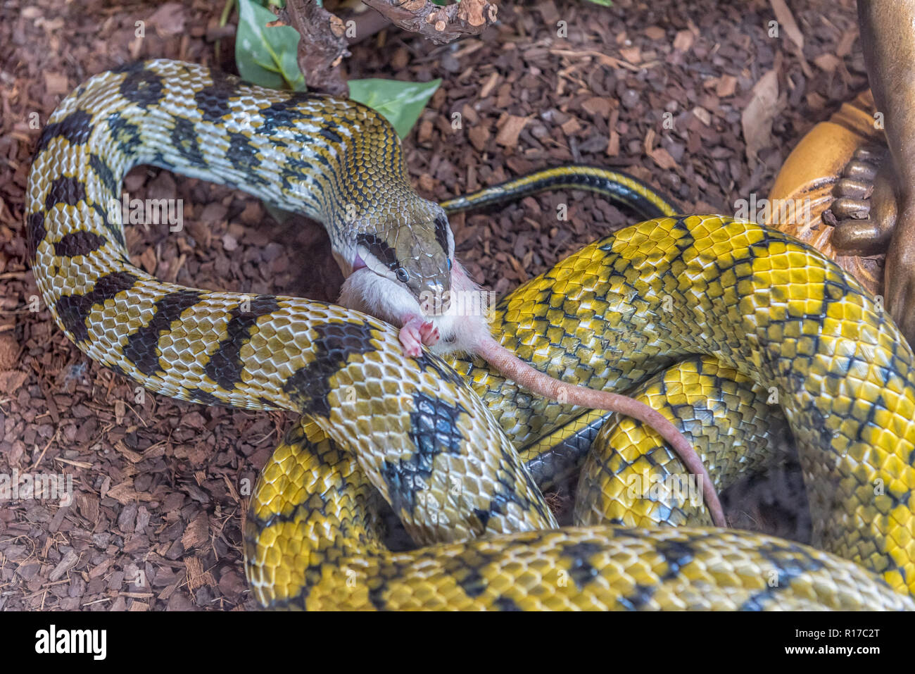 A Taiwan Beauty Snake in captivity eating a mouse Stock Photo - Alamy