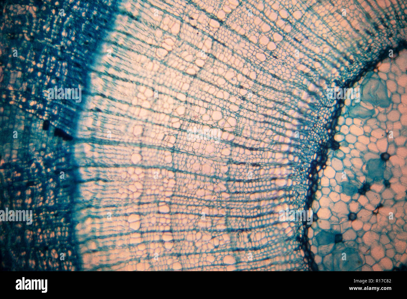 Plant tissue, light micrograph Stock Photo - Alamy