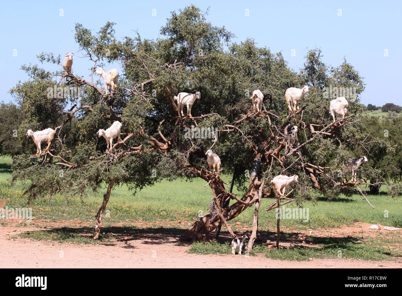 Goat climbing trees hi-res stock photography and images - Alamy