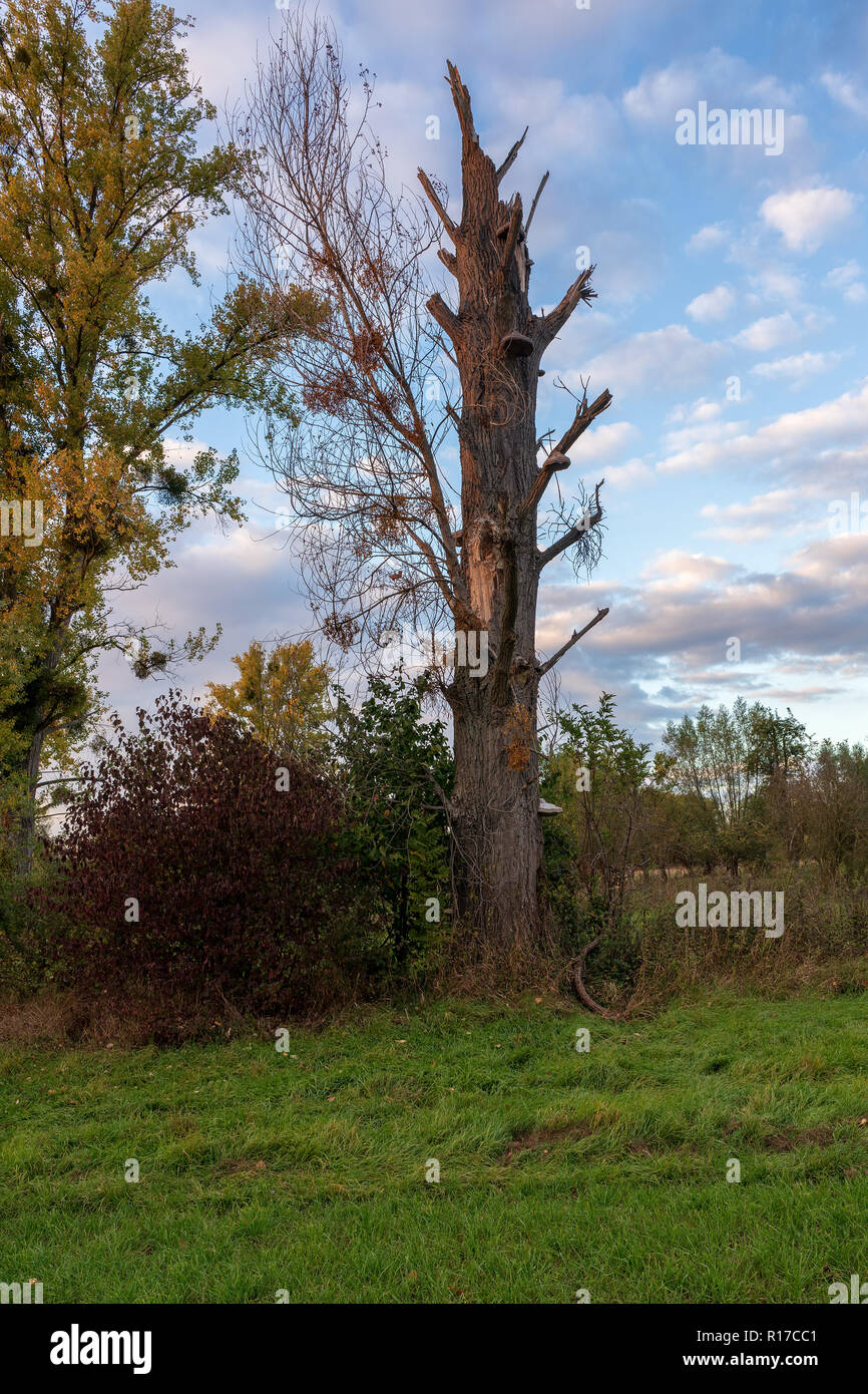 Cracked tree in the woods hi-res stock photography and images - Alamy