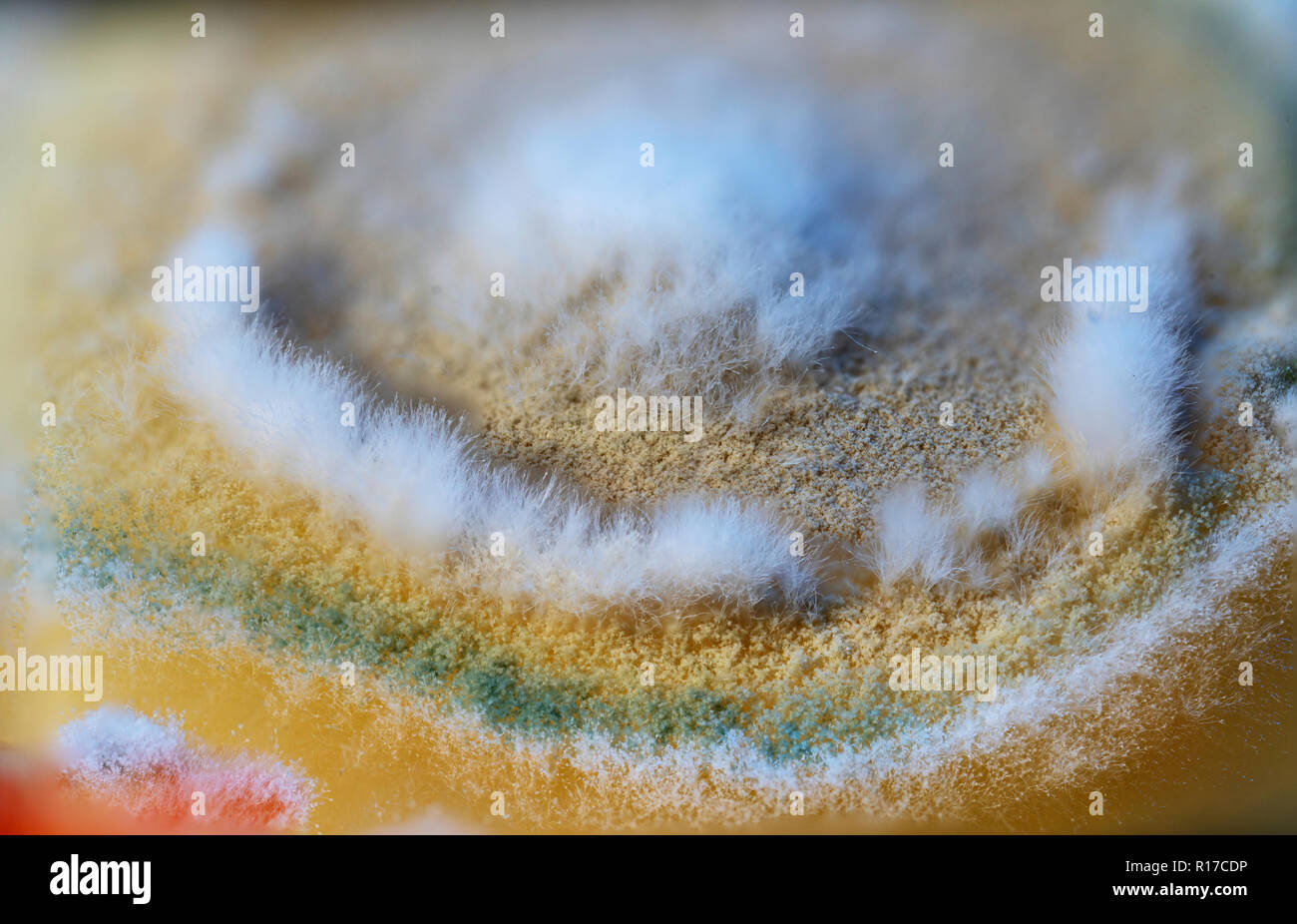 Fungus growing on agar Stock Photo - Alamy