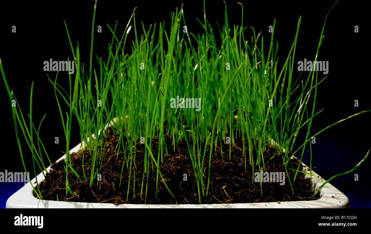 Grass growing in pot Stock Photo - Alamy