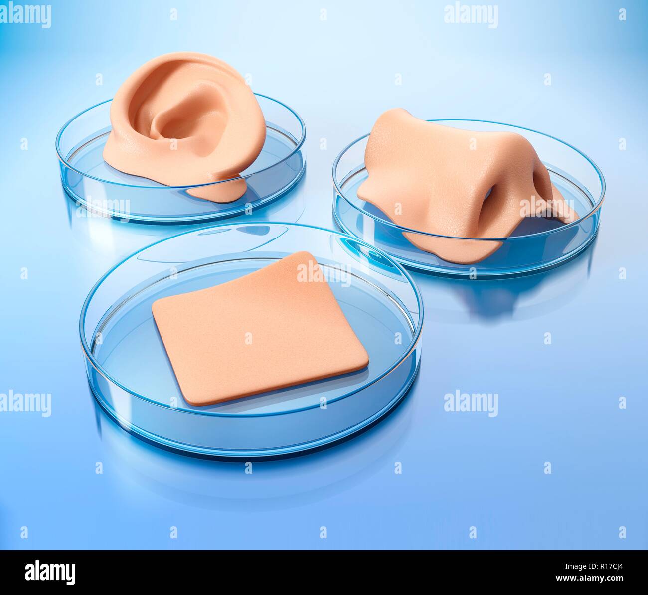 Concept of bioprinting of tissues and organs. Human ear, nose and part ...