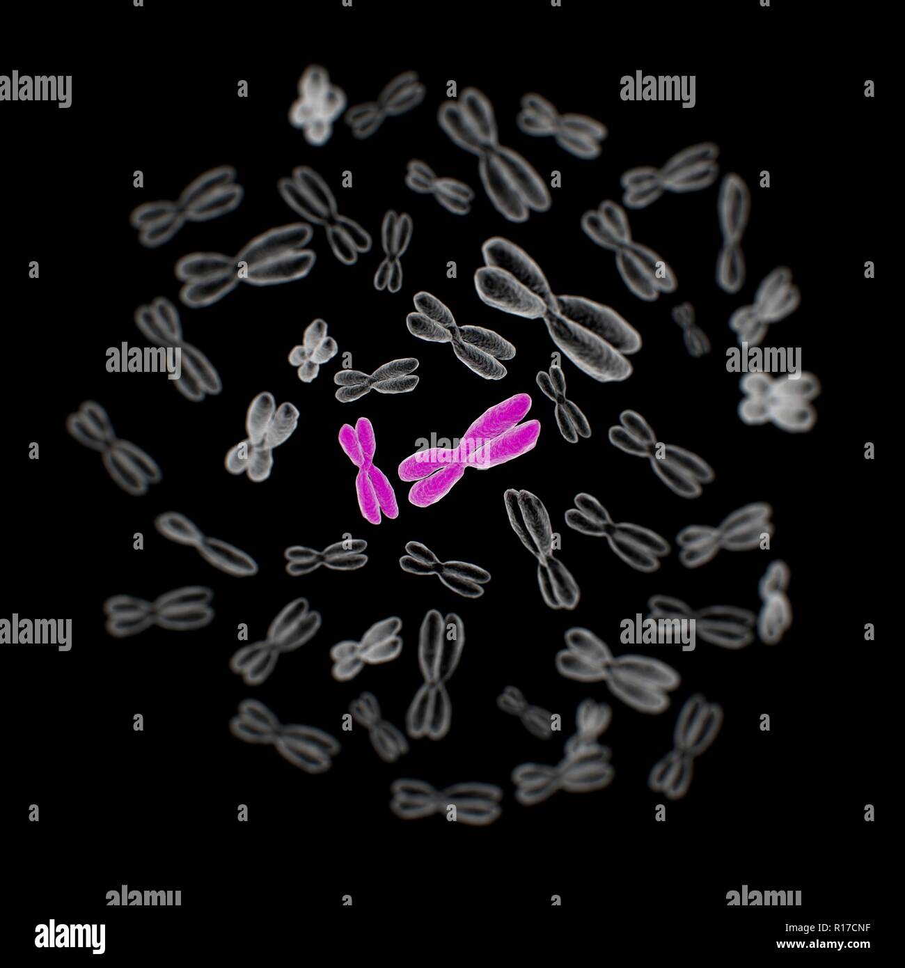 Female human chromosome set hi-res stock photography and images - Alamy