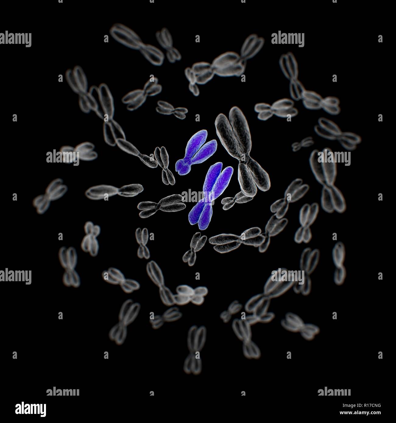 Autosomal Chromosomes