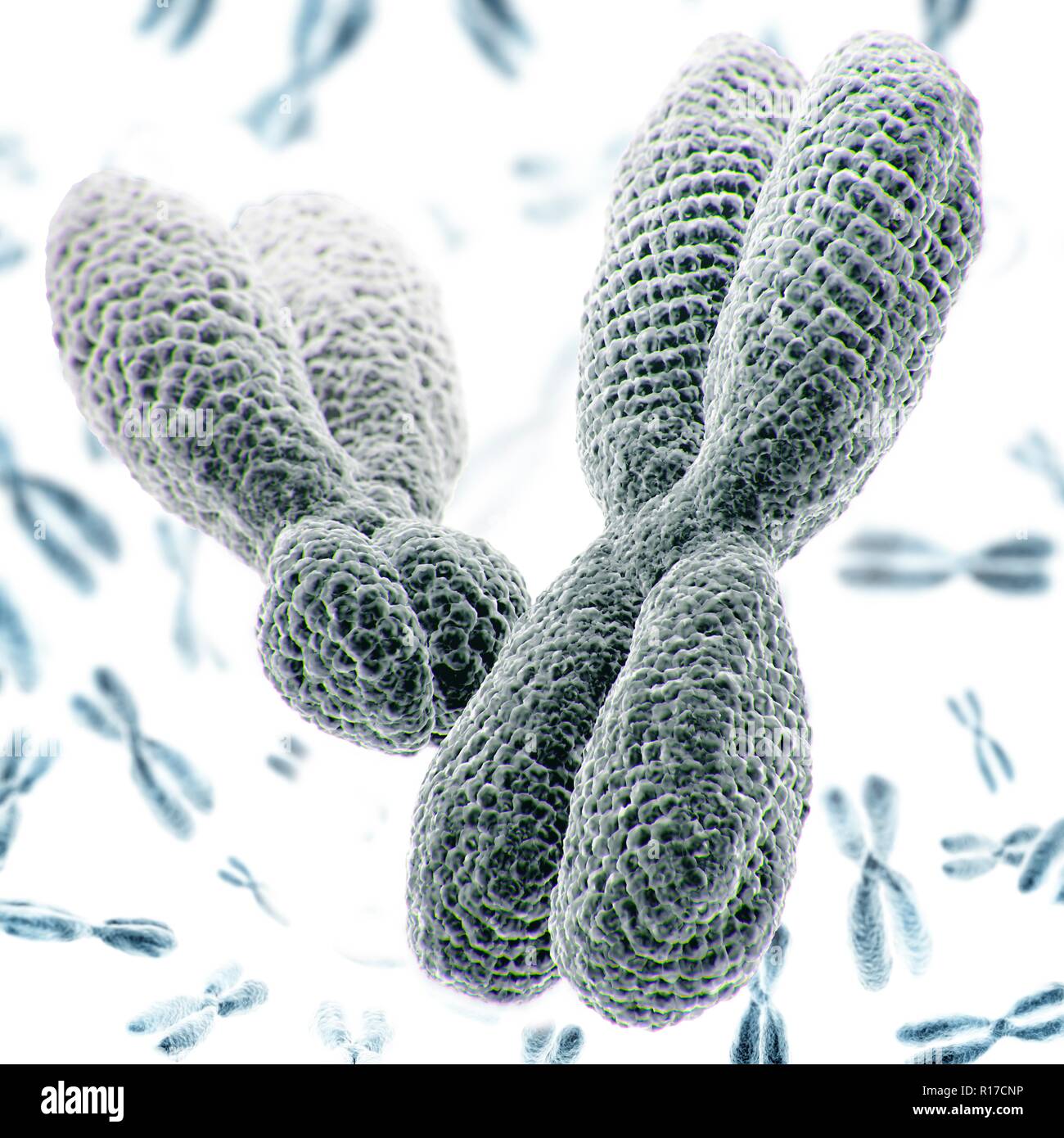 Close up of XY chromosomes on white background. 3D illustration Stock ...