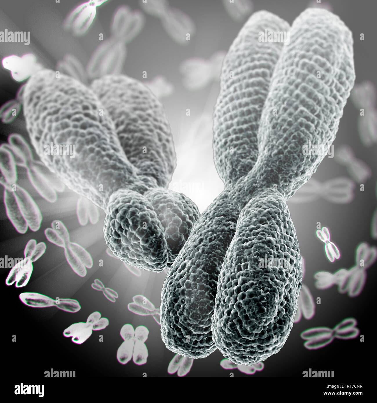 Human xy chromosomes hi-res stock photography and images - Alamy